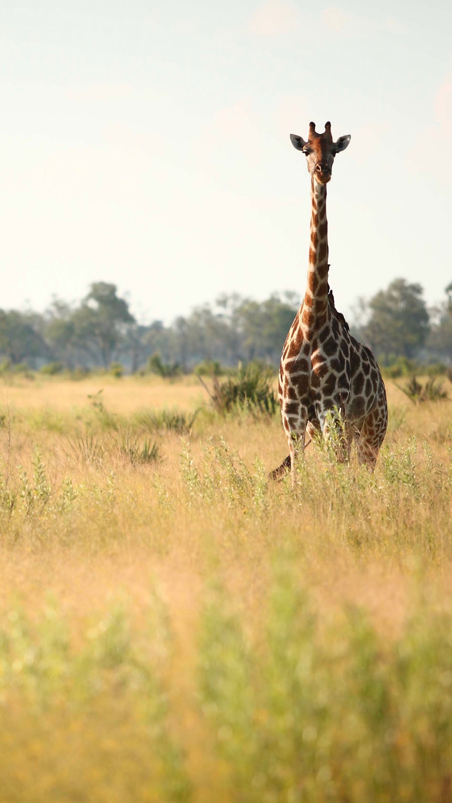 Die besten Safari-Tipps: Auf ins Abenteuer Afrika